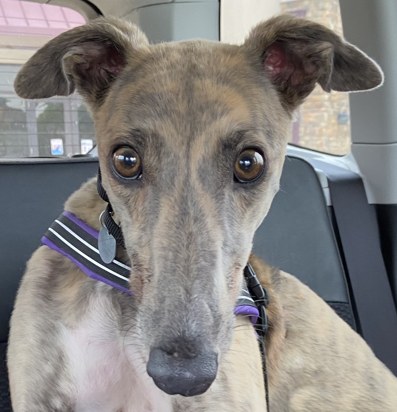 Adoptable Greyhounds