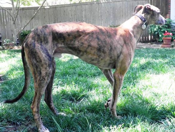 Adoptable Greyhounds