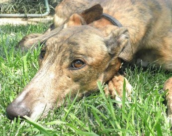 Adoptable Greyhounds