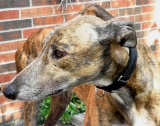 Adoptable Greyhounds